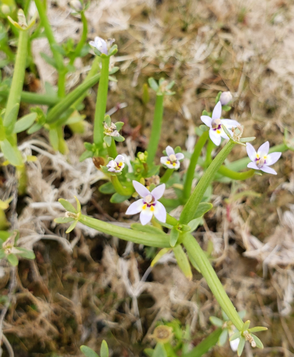 Plants, Animals, and Ecosystems | South East Alberta Watershed Alliance