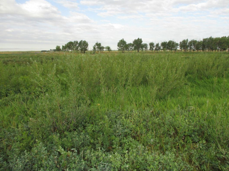Invasive Plant Management | South East Alberta Watershed Alliance